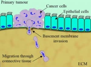 Cell Invasion Assays for Cancer Research - Platypus Technologies